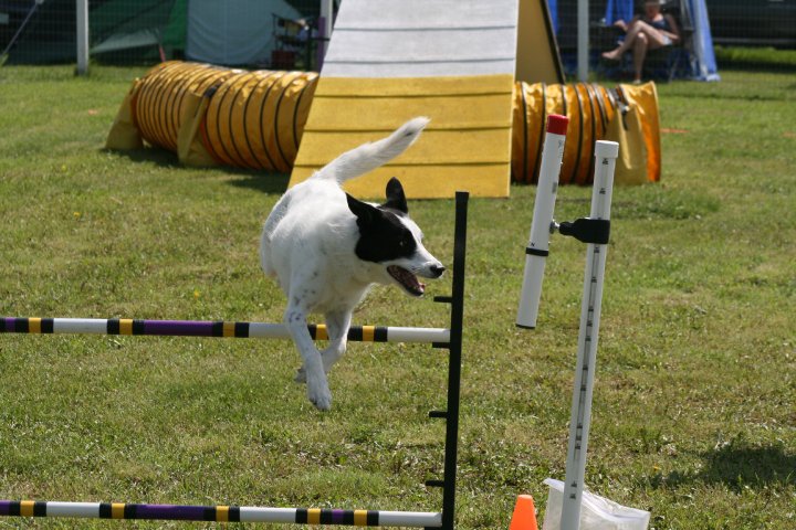 Dog Agility – East Edge Equestrian Centres
